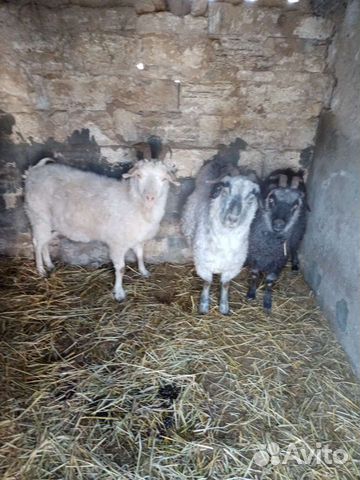 С х животные