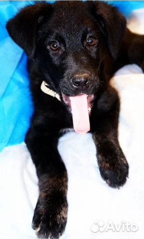 Шустрая красивая охранница