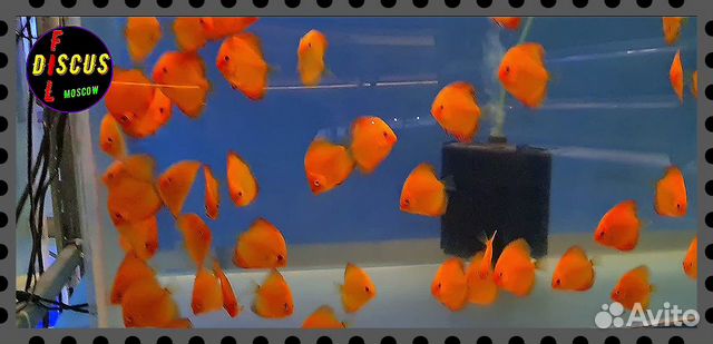 Малёк Дискусы красная карта