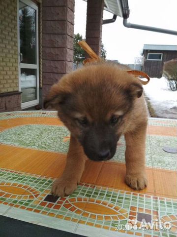 Отдам бесплатно