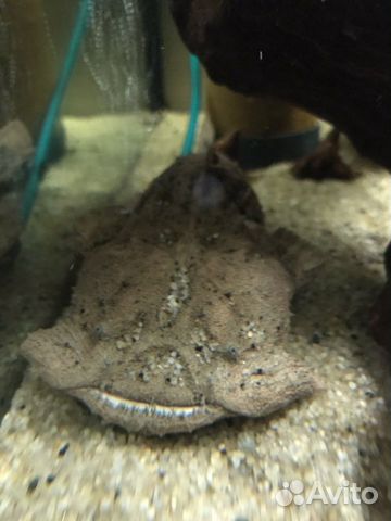 Редкая экзотика, сомы. Отправка в Регионы