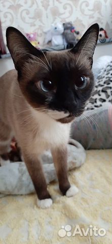Тайская кошка на вязку
