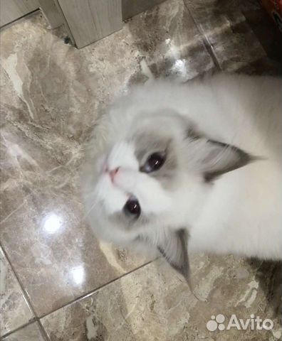 Рэгдолл вязка