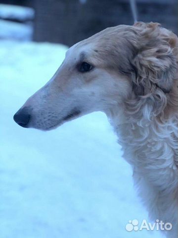 Кобель рпб 6 месяцев