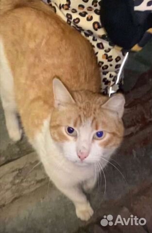 Рыжий котик