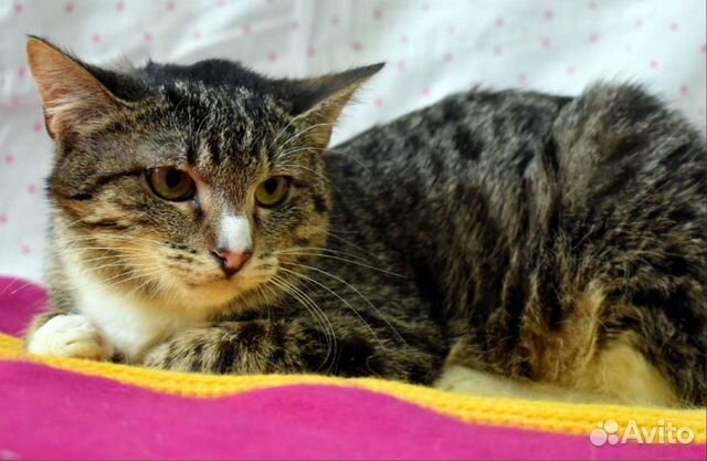 Платон- очаровательный тигровый котик