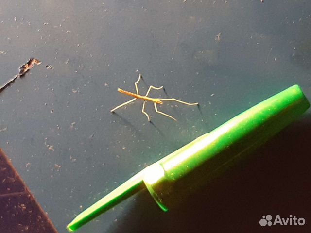 Палочник аннамский