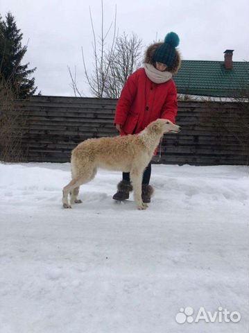 Кобель русской псовой 6 месяцев