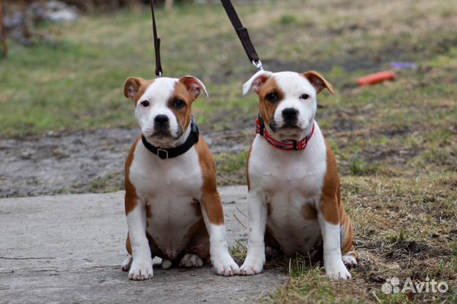 Стаффордширский бультерьер, яркая девочка