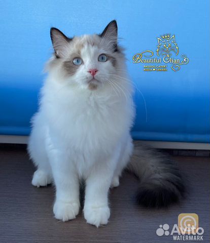 Котенок рэгдолл мальчик