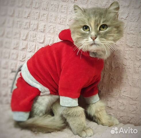 Кошечка мечатет о доме