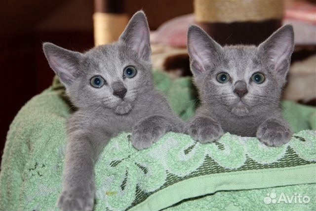 Котики