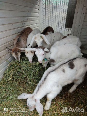 Козочки заанонубийские