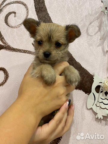 Щенки чихуахуа