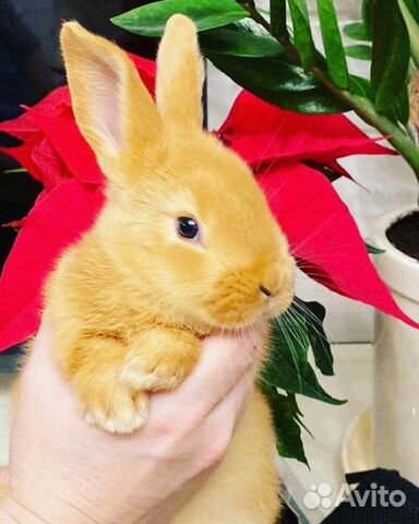 Кролики бургундские