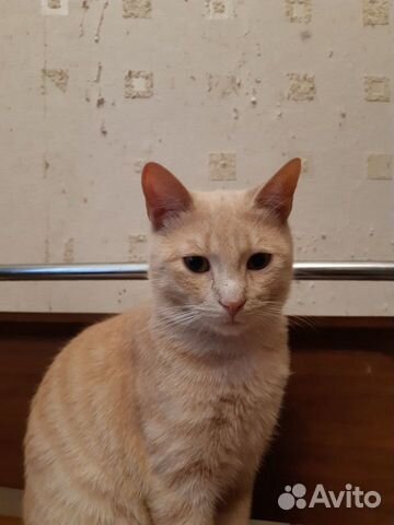 Ваша Светлорыжесть