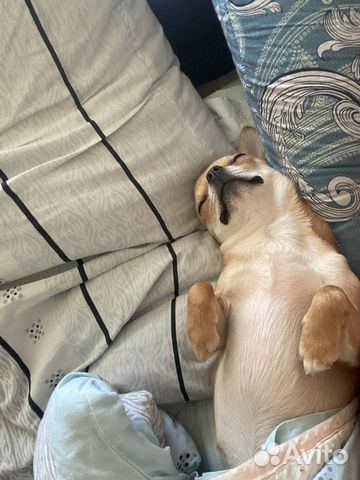 Вязка кобель чихуахуа