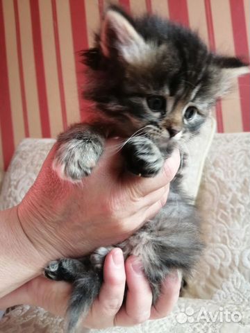 Милашка ищет дом