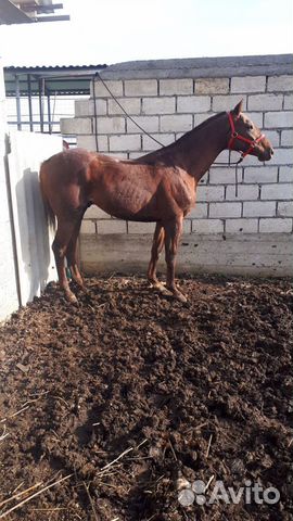 Жеребец на случку