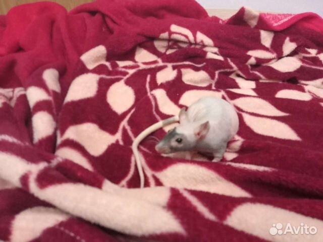 Лысая Крыска