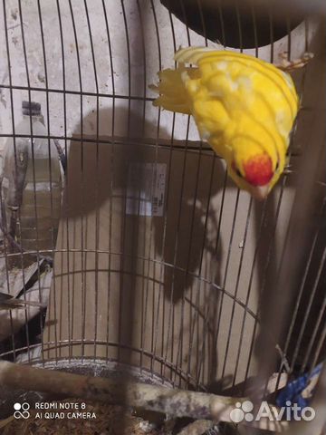 Попугай Какарик