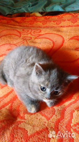 Британская