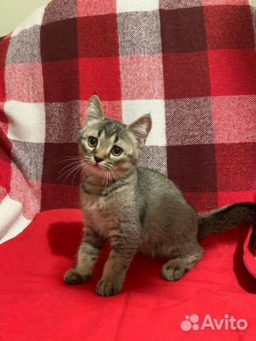 Котенок-мальчик, британец