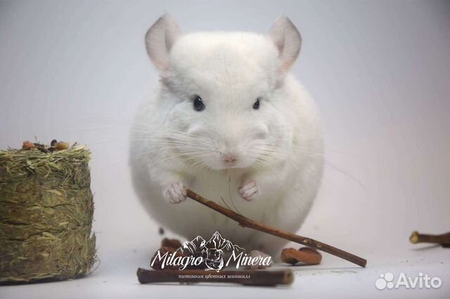 Шиншилла девочка белый бриллиант 2,5 мес