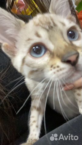 Снежный бенгал