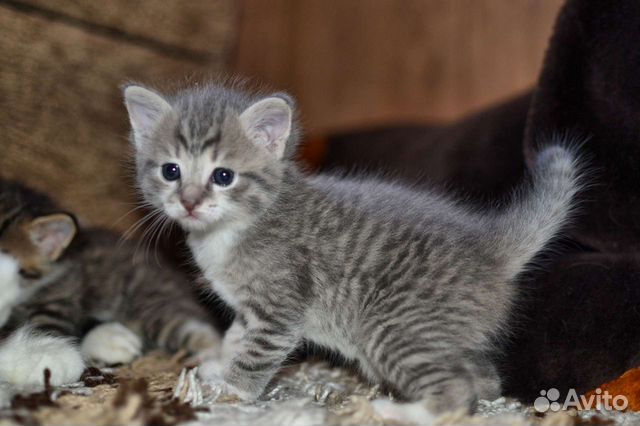 Кошки в добрые руки