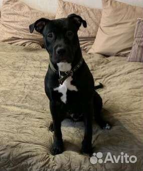 Стафф, 1 год