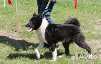 Русско европейская лайка