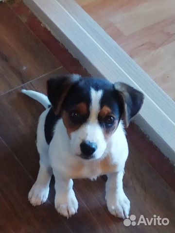 Джек Рассел терьер