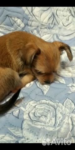 Дизайнерский малыш