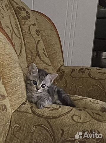 Котёнок