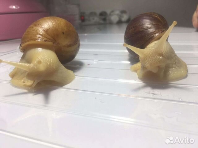 Улитки ахатины бесплатно