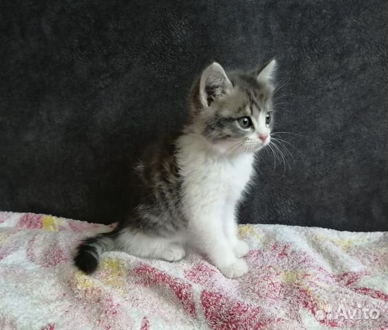 Котёнок мальчик бесплатно