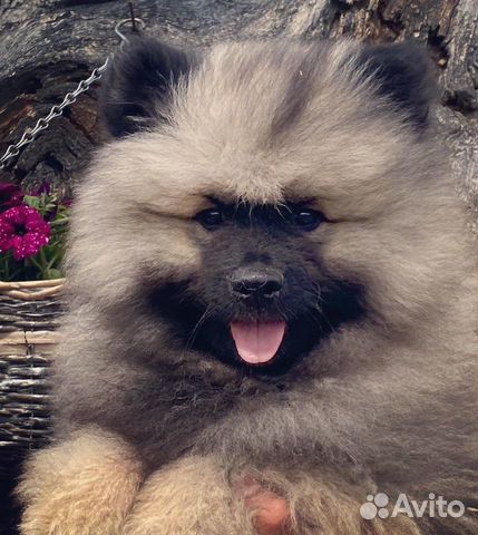 Щенок Кеесхонда