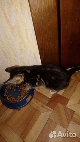 Бенгальские котята, две девочки и один мальчик