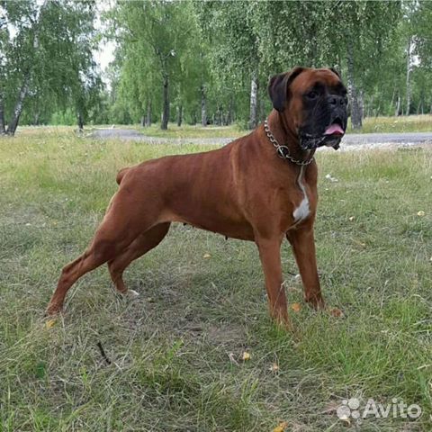 Щенки немецкого боксера