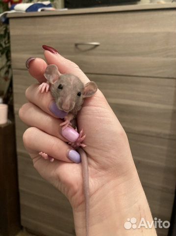 Крысята лысые