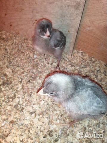 Доминант 107