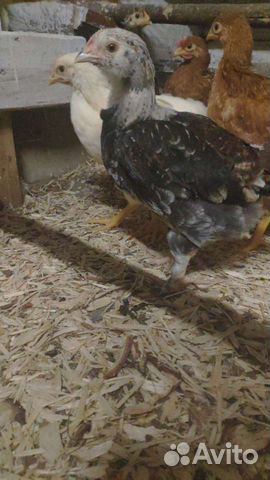 Молодые петушки фавероль