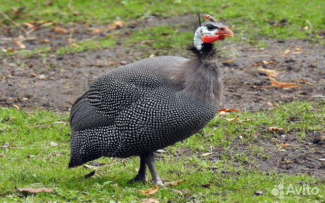 Мясо Цесарки