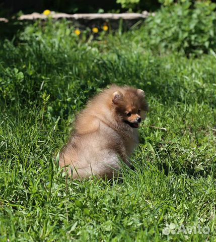 Симпатюлька