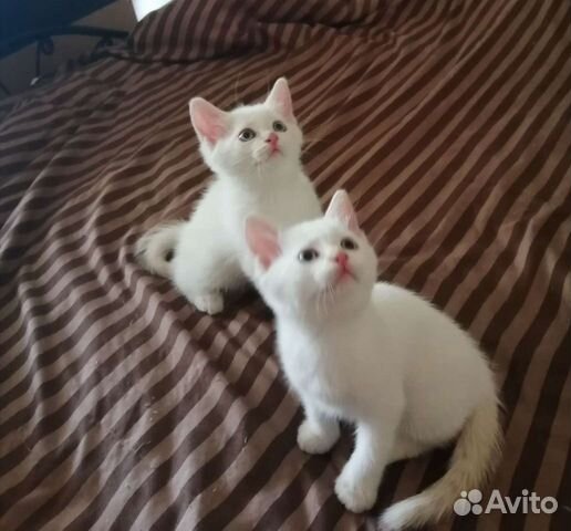 Продажа котят