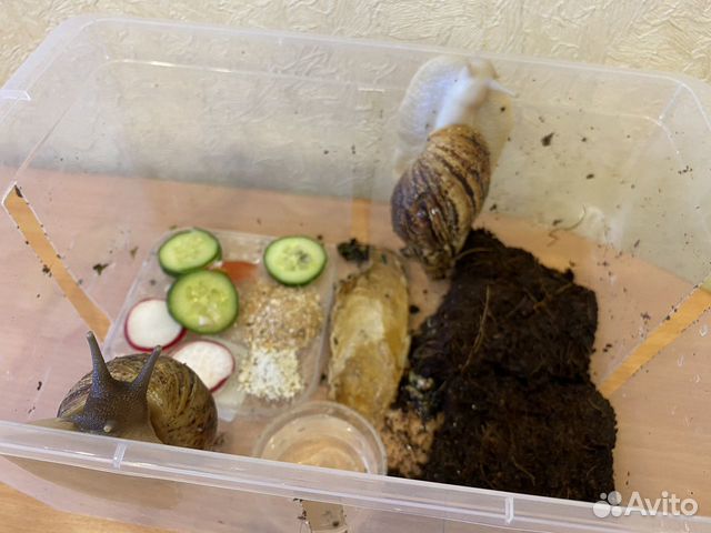 Улитки ахатина 2 шт