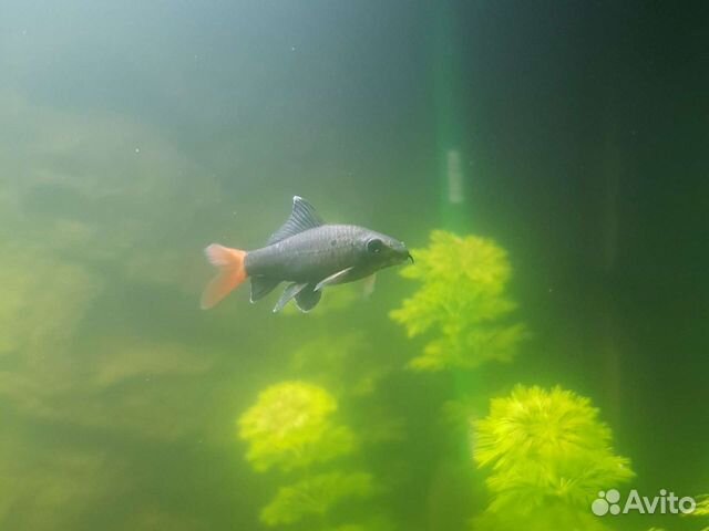 Лабео двухцветный (Лабео биколор)