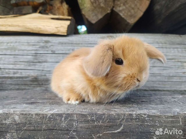 Карликовые пушистики