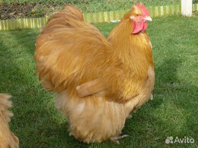 Куры -Орпингтон палевый